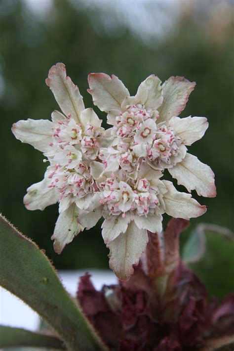Chrysosplenium Macrophyllum Pan Global Plants