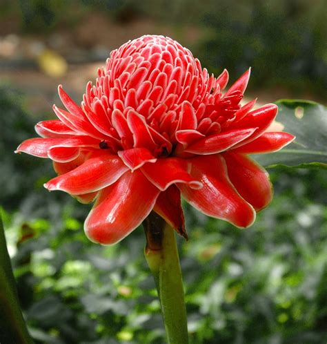 Torch Ginger Blossom Bloom Free Photo On Pixabay