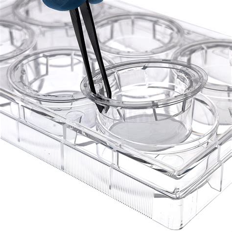 6 Well Insert 04 µm Pc Translucent Ucallmlabs