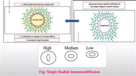 Single Radial Immunodiffusion Pptx