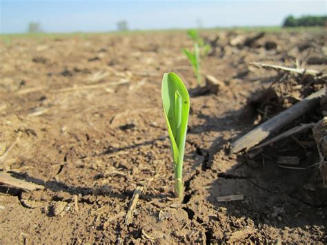 Grain Crops Update 2017 Corn Planting Recommendations