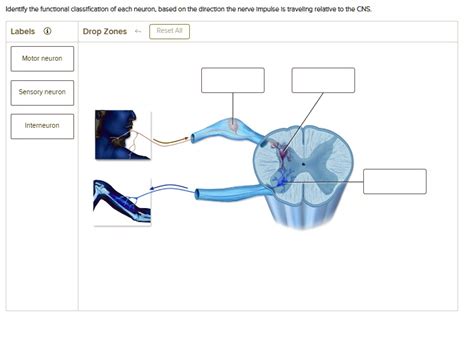 Identify The Functional Classification Of Each Neuron Based On The