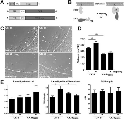 Rapalog Induced Translocation Of Ck B To Membranes Induced Migration Download Scientific