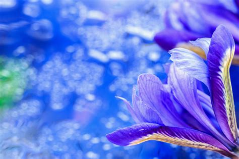 화려한 그림 같은 밝은 아이리스 꽃 흐린된 스타일과 현대 하프톤에서 추상 파란색 배경 현대적인 디자인에 대 한 하 농도 섬세 한 텍스트에 대 한 장소 개념에 대한 스톡 사진