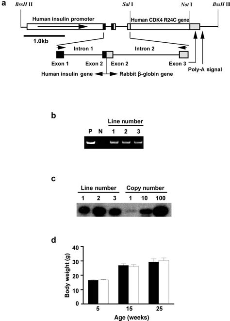 Transgene Construct And Expression A The Transgene Construct Used In