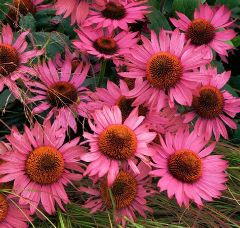 Echinacea Purpurea Ruby Star Seedscape