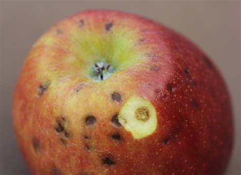 Bitter Pit Of Apple Scouting Guide For Problems Of Fruit
