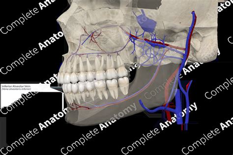 Inferior Alveolar Vein Complete Anatomy