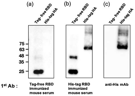 Tag Free Sars Cov 2 Receptor Binding Domain Rbd But Not C Terminal Tagged Sars Cov 2 Rbd
