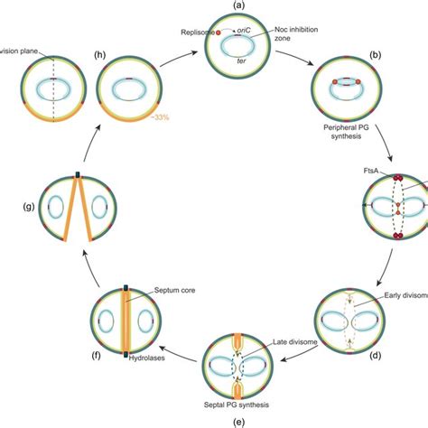 Pdf The Cell Cycle Of Staphylococcus Aureus An Updated Review