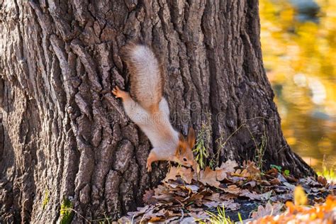 Squirrel On The Trunk Of Tree Stock Photo Image Of Crop Cute 2116784