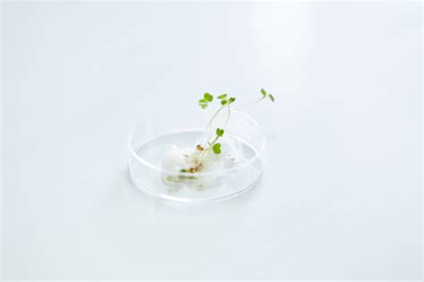 페트리 접시에서 실험실에서 재배 한 새싹의 전체 길이보기 음식에 대한 스톡 사진 및 기타 이미지 음식 실험실 자신감 Istock