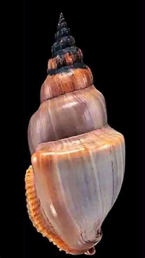 Nature And Geometry The Fibonacci Sequence