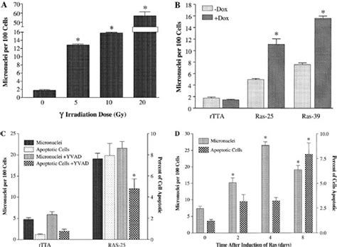 Formation Of Micronuclei After Exposure To Irradiation Or Acute