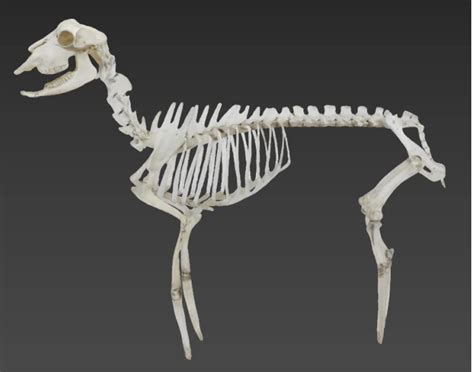 Goat Skeletal System Quiz