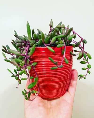 Ruby Necklace Plant A Stunning Addition To Your Indoor Garden