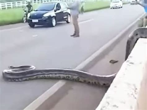 Viral Video भीड़भाड़ वाली सड़क पर अचानक आ धमका एनाकोंडा वीडियो में