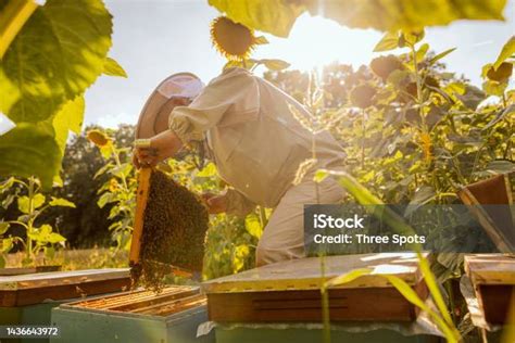 벌과 벌집이 남자의 손으로 잡혀있는 프레임의 클로즈업 샷 해바라기 밭에 벌집 살구 문화 개념 건강관리와 의술에 대한 스톡 사진 및 기타 이미지 Istock