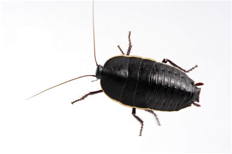 Cockroaches Order Blattodea The Australian Museum