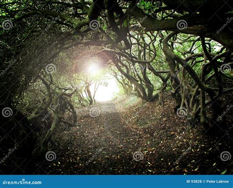 Tree Tunnel Stock Photo Image Of Branch Tunnel Leaves