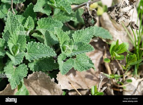 Catnip Leaves Sprouting In Springtime Stock Photo Alamy
