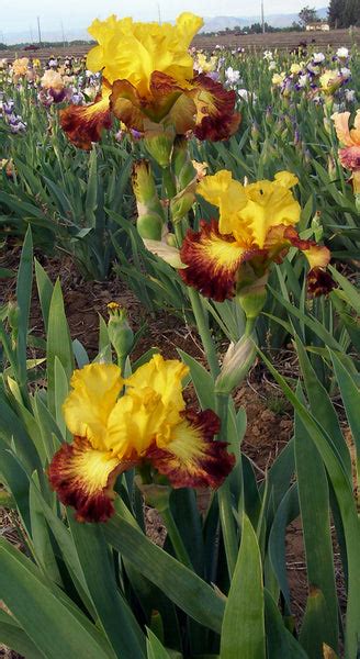 Ruby Fusion Sutton Iris