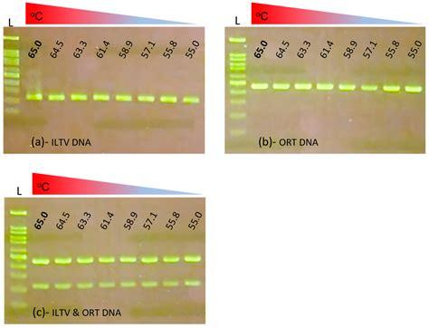 A Multiplex Pcr Method For Simultaneous Detection Of Infectious Laryngotracheitis Virus And