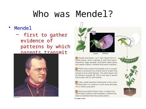 PPTX Who Was Mendel Mendel First To Gather Evidence Of Patterns By Which Parents Transmit