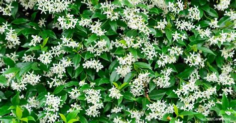 Star Jasmine Vine Plant Trachelospermum Jasminoides