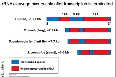 Lecture 23 RNA Processing II Flashcards Quizlet