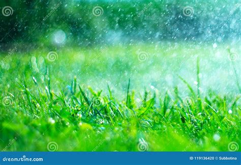 Grass With Rain Drops Watering Lawn Rain Blurred Green Grass Background With Water Drops