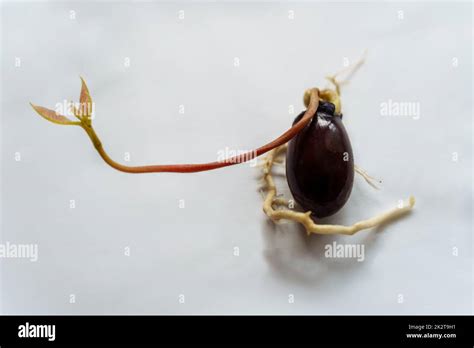Lychee Seed With Sprout And Roots On A White Background Growing Plants