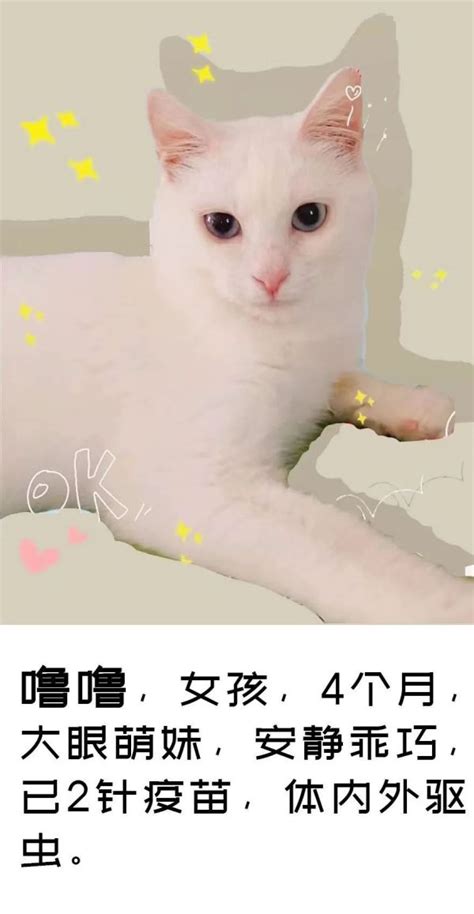 领养代替购买毛球儿线上领养日猫猫专场 领养 维宠宠物导航网