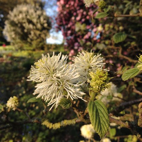 Dwarf Witchalder Fothergilla Gardenii Plant Care And How To Grow Water