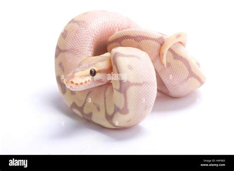Ball Python Python Regius Stock Photo Alamy