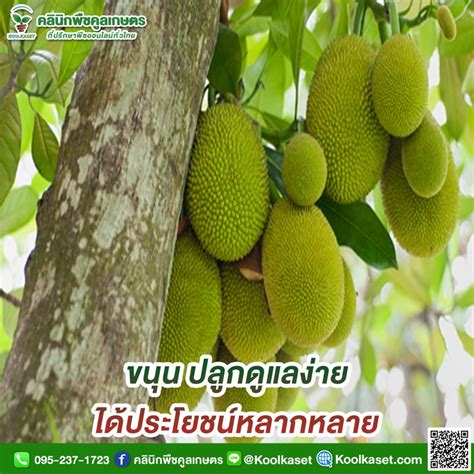 [คลินิกพืชคูลเกษตร Koolkaset Agri Clinic] ขนุน ปลูกดูแลง่ายได้ประโยชน์หลากหลาย 🔴ปัญหาพืชฟรี เคส