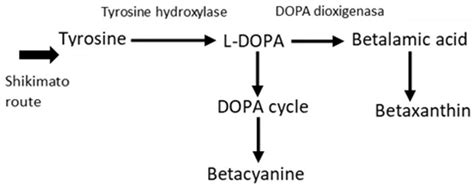 Schematic Representation Of The Biosynthesis Of Betalains L Dopa