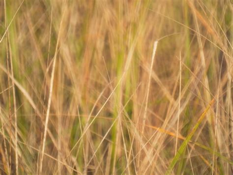 Tall Grass Background Royalty Free Photo