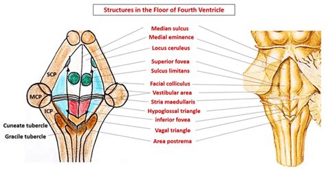 Sulcus Limitans Brainstem