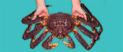 Live King Crab