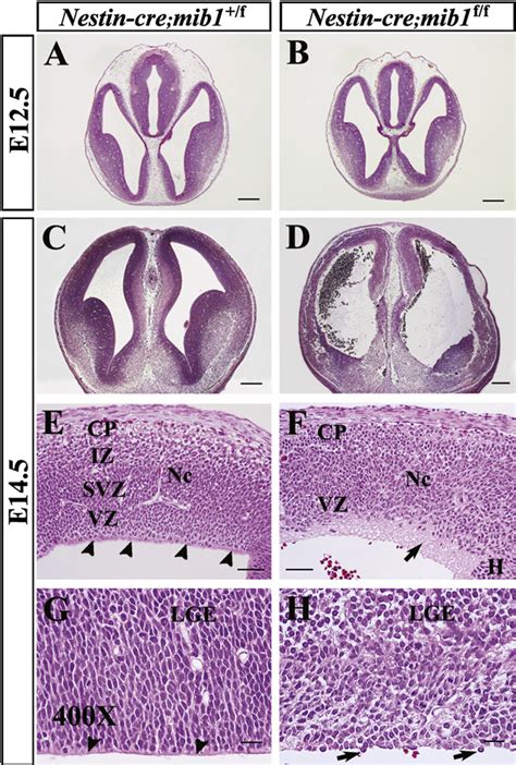 Radial Glial Cells Semantic Scholar