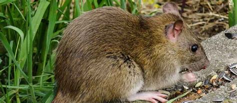 Does Bleach Keep Rats Away And What Prevents Them Forever