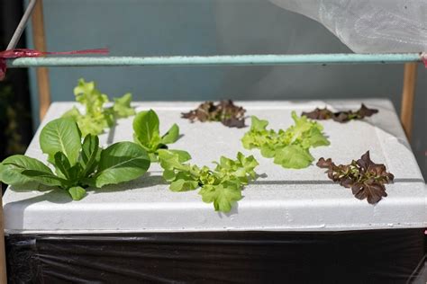 How Do I Choose Whether To Build Or Buy A Hydroponics System