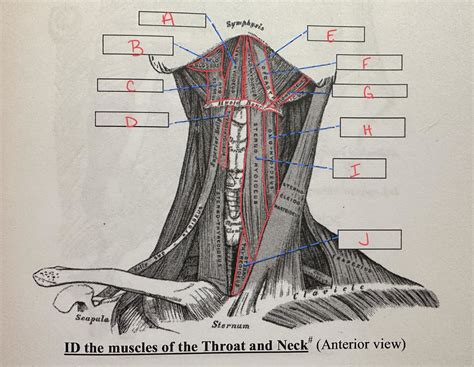 Muscles Of The Throat And Neck Diagram Quizlet
