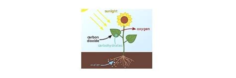 Photoautotroph Definition Type And Function I Researchtweet