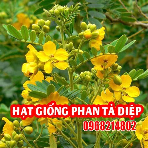 Mua Hạt Giống Phan Tả Diệp Ở Đâu Và Bao Nhiêu Tiền