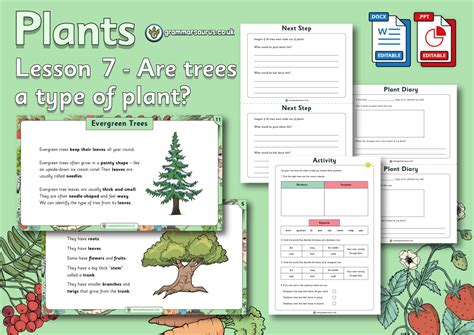 Year 1 Science Plants Are Trees A Type Of Plant Lesson 7 Grammarsaurus