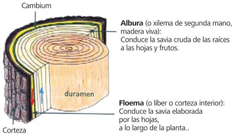 Anatomy Of A Tree Trunk