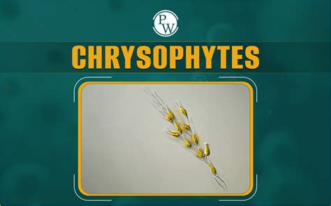 Chrysophytes Definition Types Characteristics And Structure