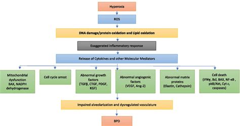 Exposure To Hyperoxia Leads To Production Of Reactive Oxygen Species Download Scientific